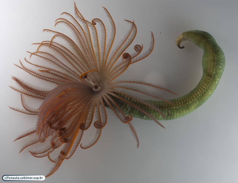 Annelida :: Zoologia II UFES Turma II