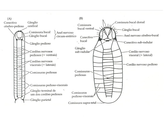 Mollusca :: Zoologia II UFES Turma II